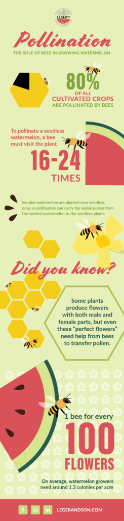 The Role of Bees in Growing Watermelon [Infographic] – Leger & Son